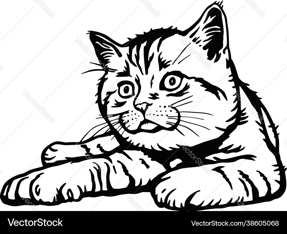 Cute kitten - funny cat isolated on white Vector Image
