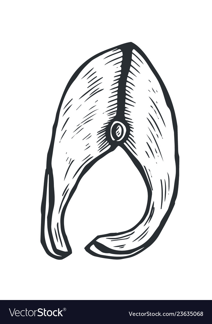 Slice fish Royalty Free Vector Image - VectorStock