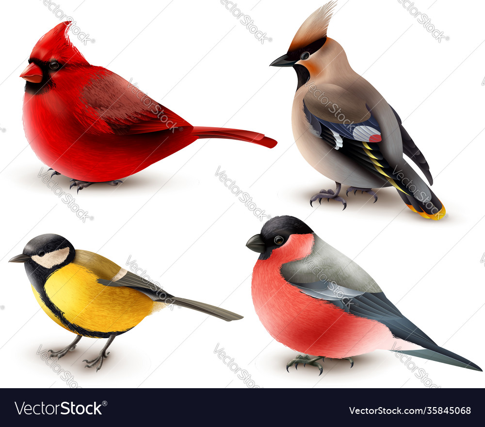 Winter birds set Royalty Free Vector Image - VectorStock