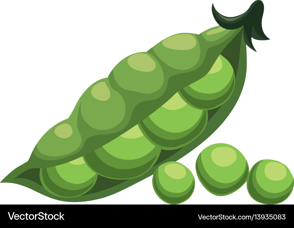 Fresh peas vegetable Royalty Free Vector Image