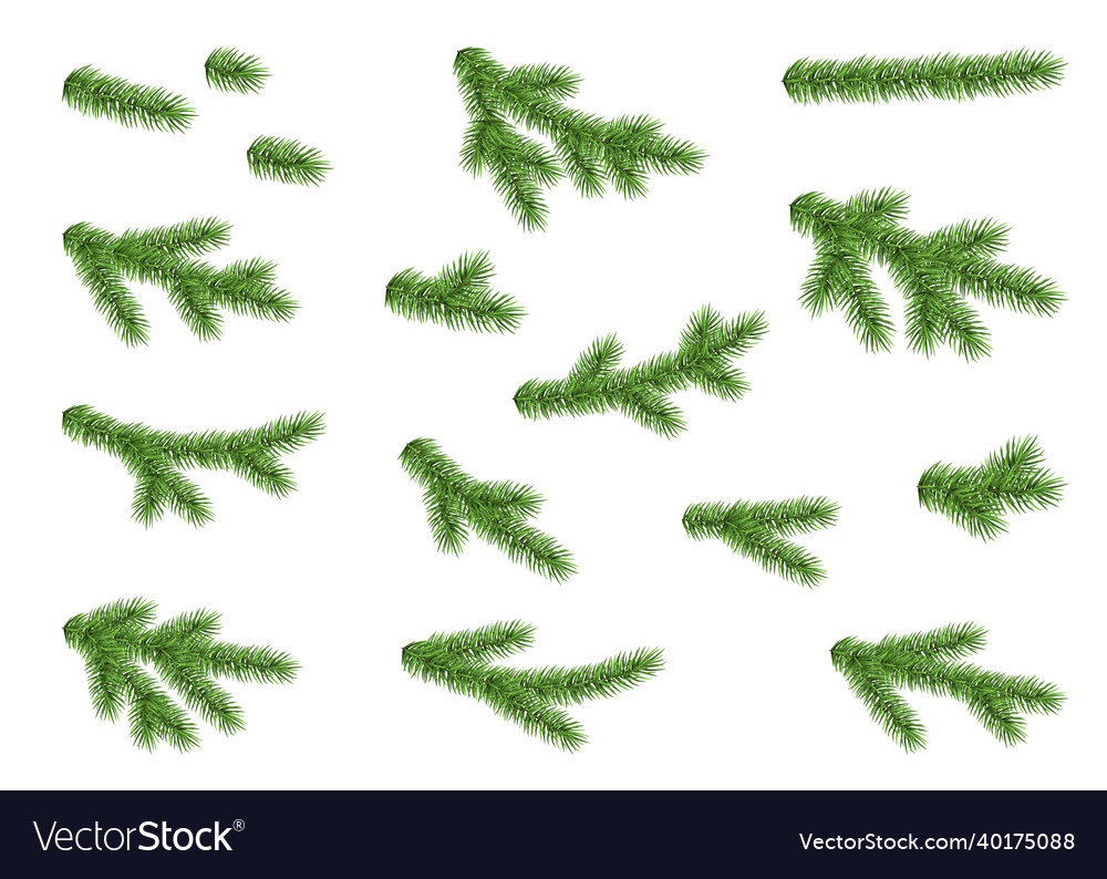 Collection of spruce branch isolated on white Vector Image