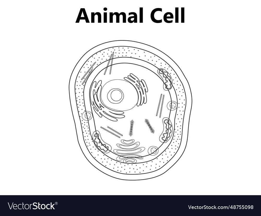Plant Cell Diagram Black And White
