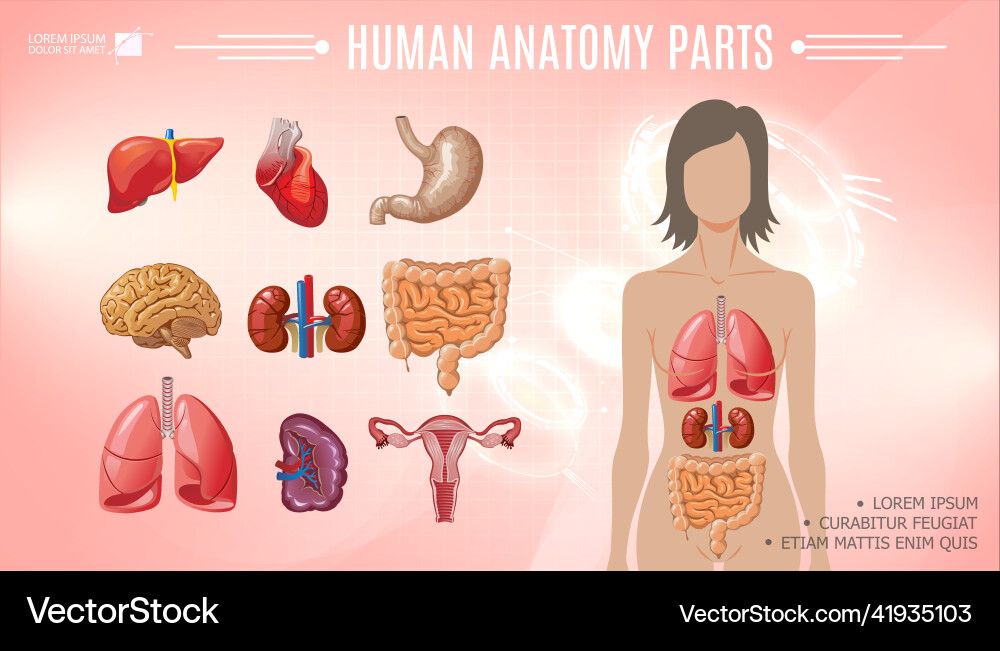 Cartoon human anatomy bright template Royalty Free Vector