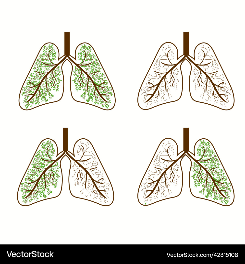 Human lungs respiratory system healthy lungs Vector Image