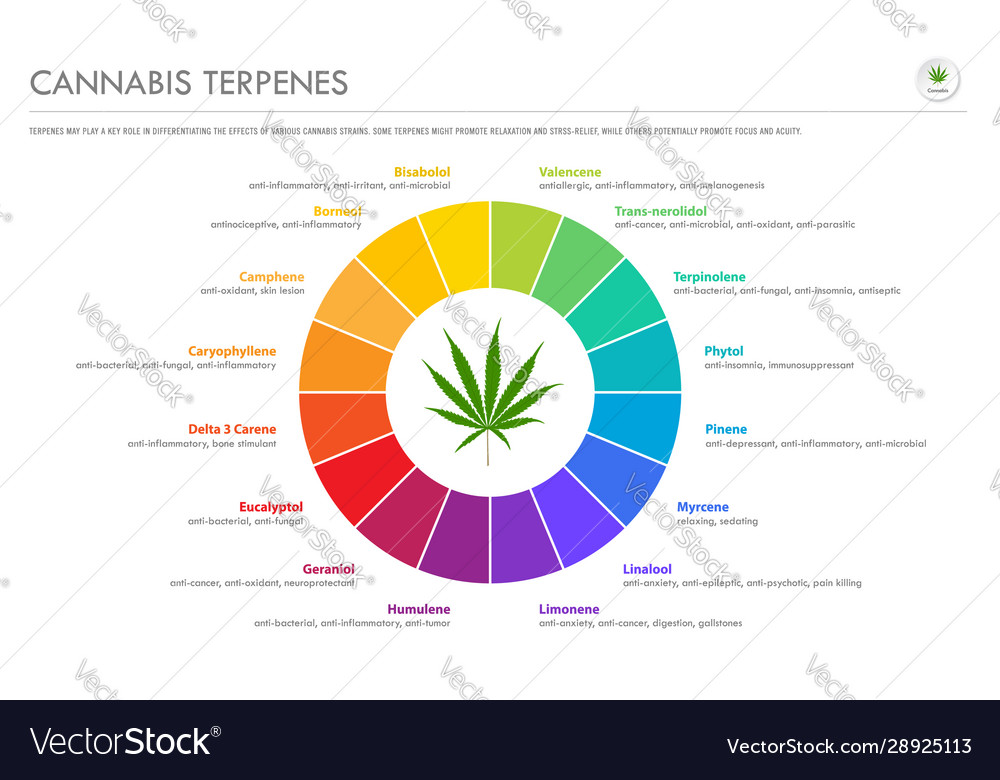 Cannabis terpenes horizontal business infographic Vector Image Cannabis terpenes horizontal business infographic Vector Image