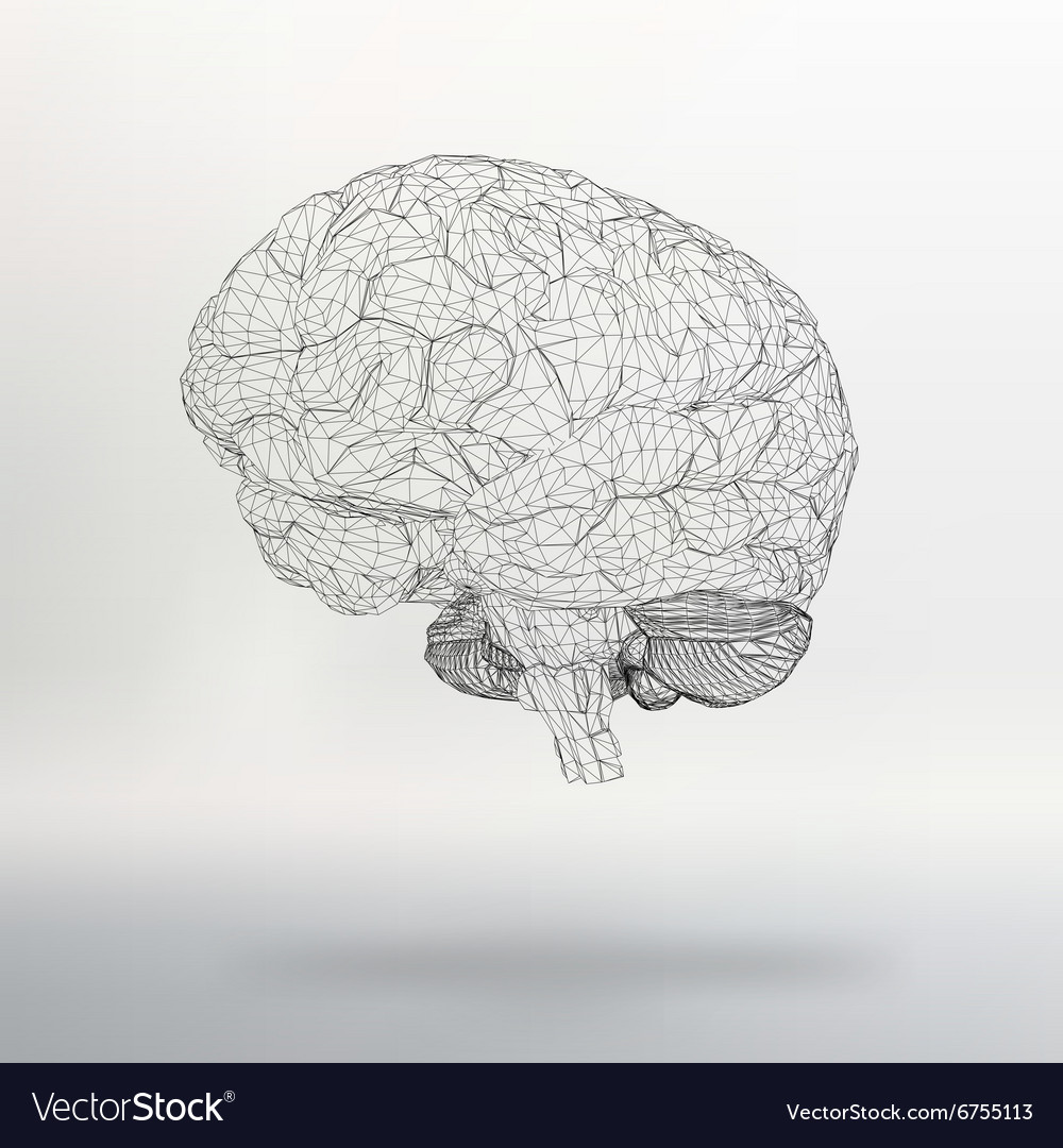 Human brain the structural Royalty Free Vector Image