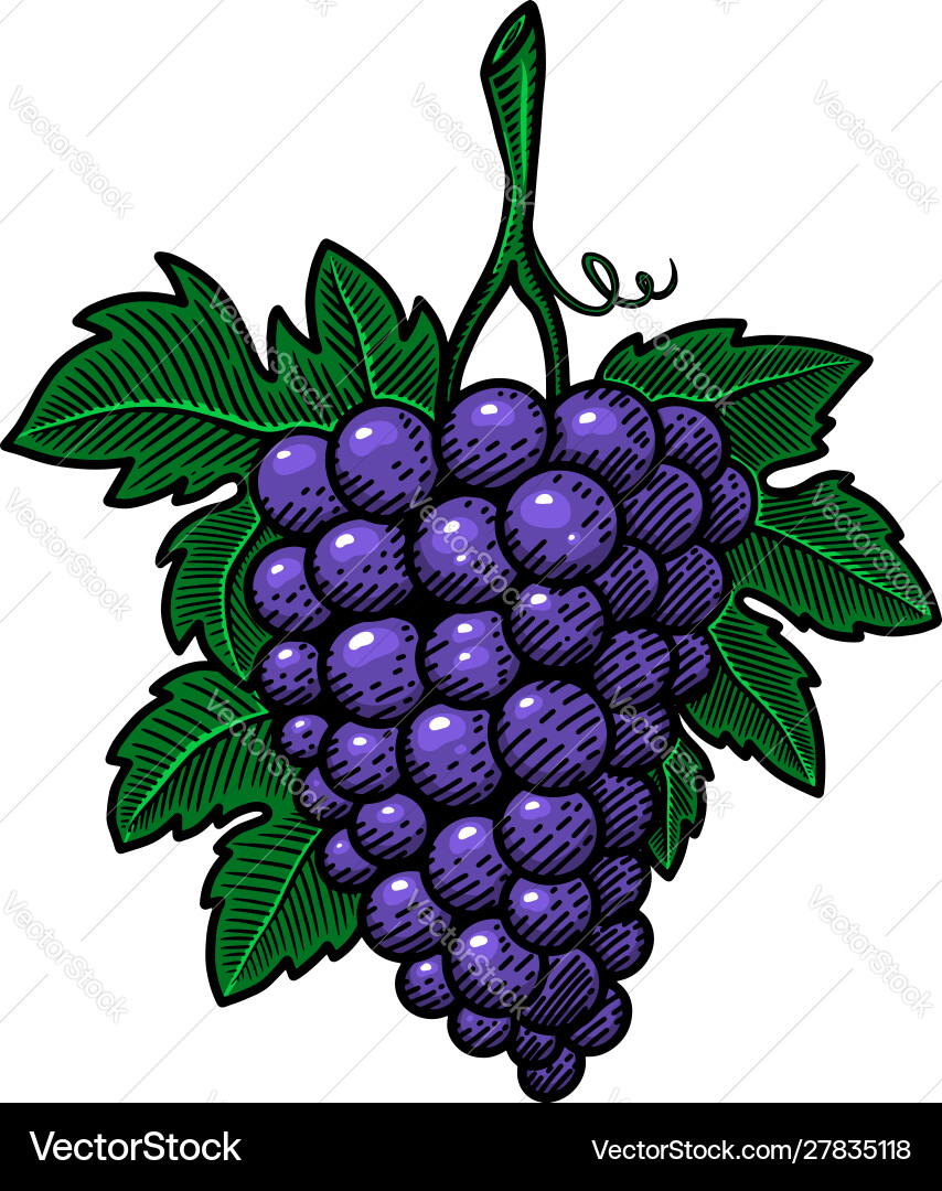 Hand drawn grape in engraving style design Vector Image