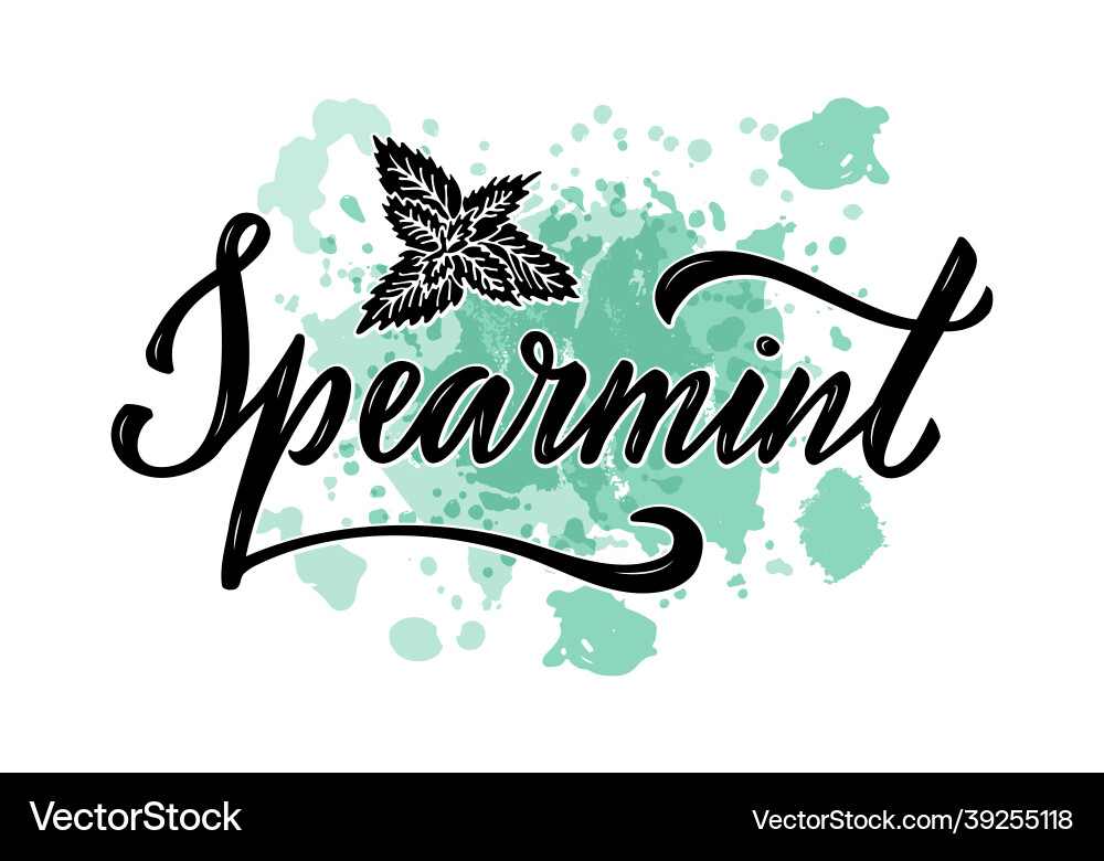 Spearmint black handwritten text on mint color Vector Image