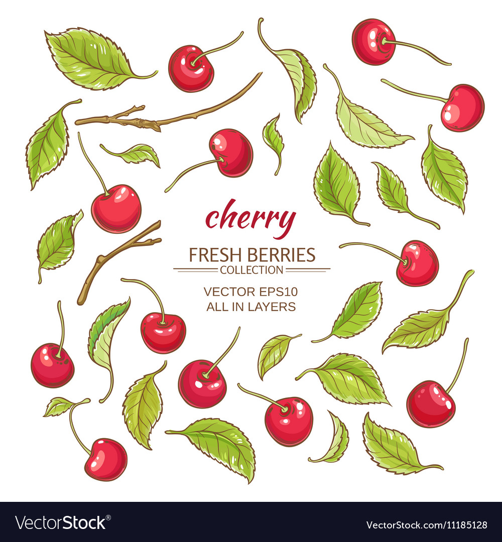 Cherry set Royalty Free Vector Image - VectorStock