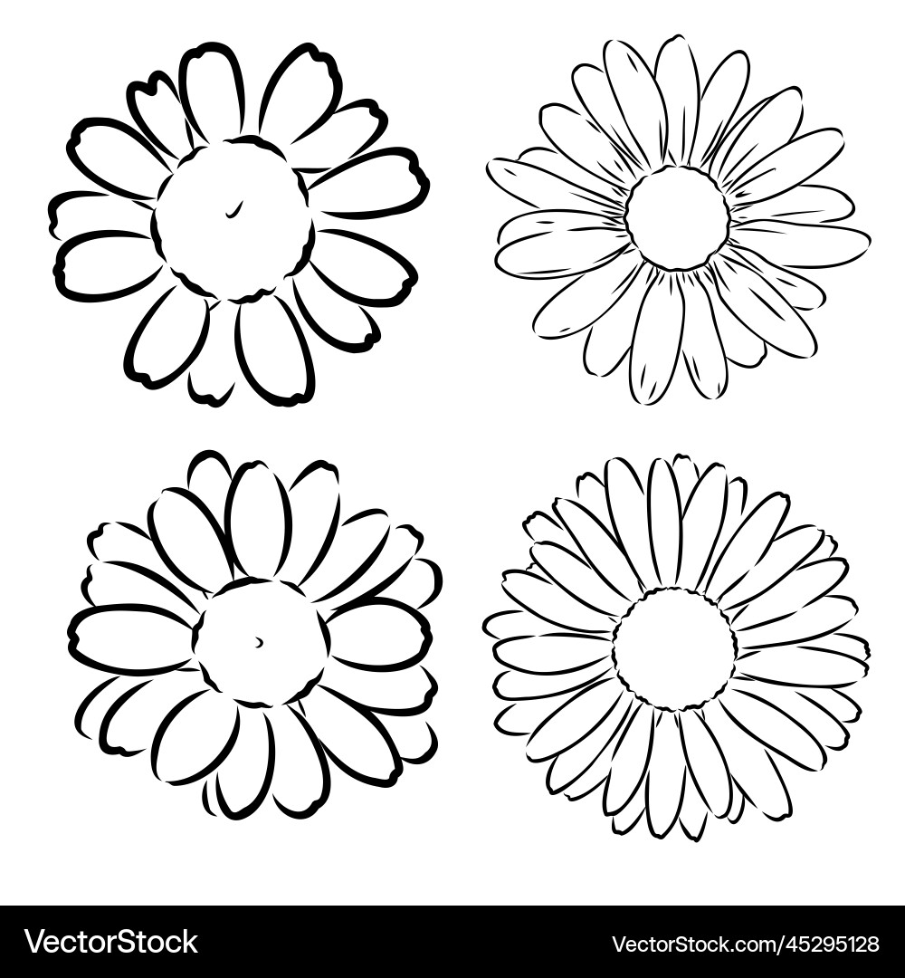 Daisy flower line art drawing hand drawn engraved Vector Image