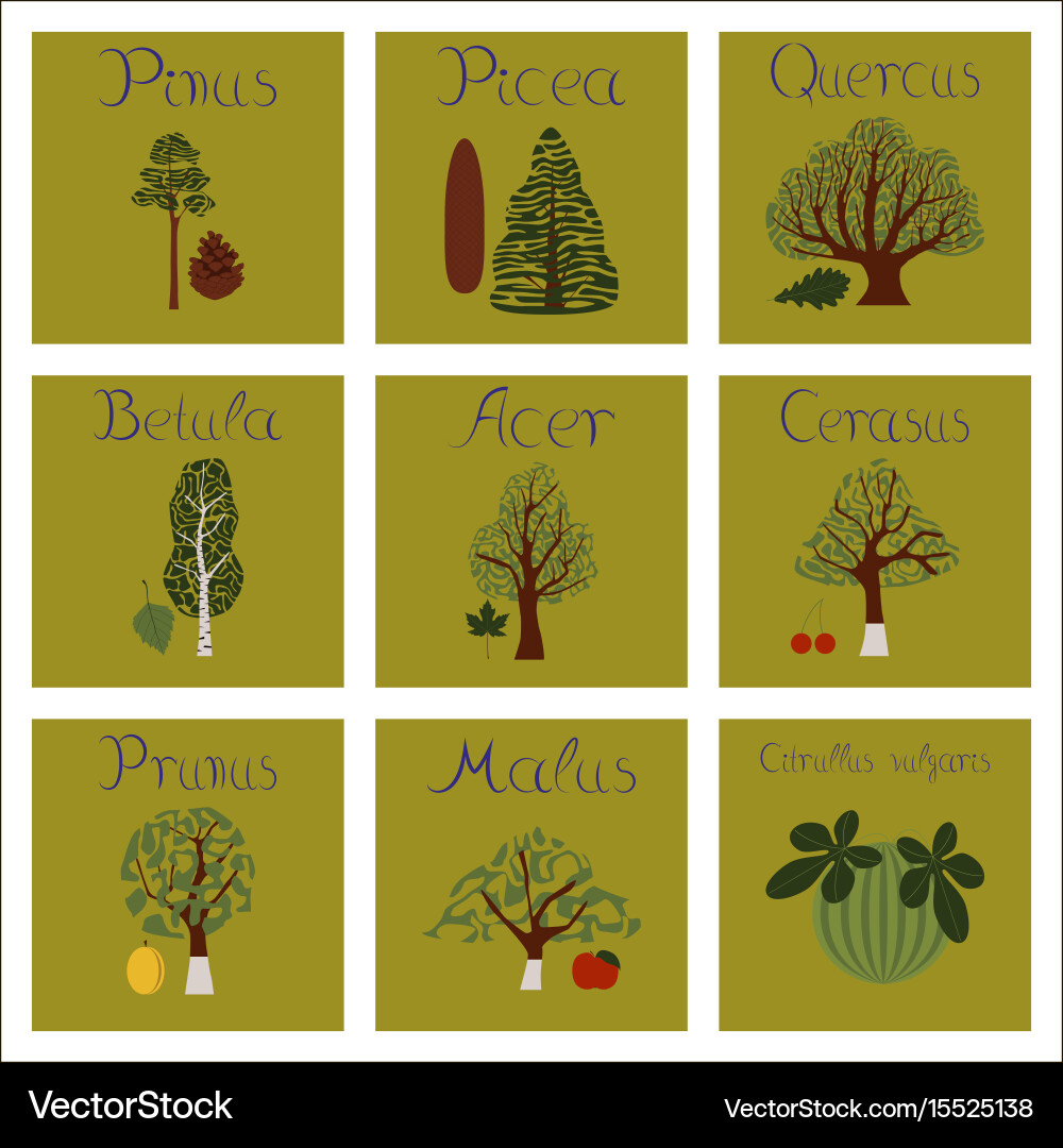 Assembly of flat pinus picea quercus Royalty Free Vector