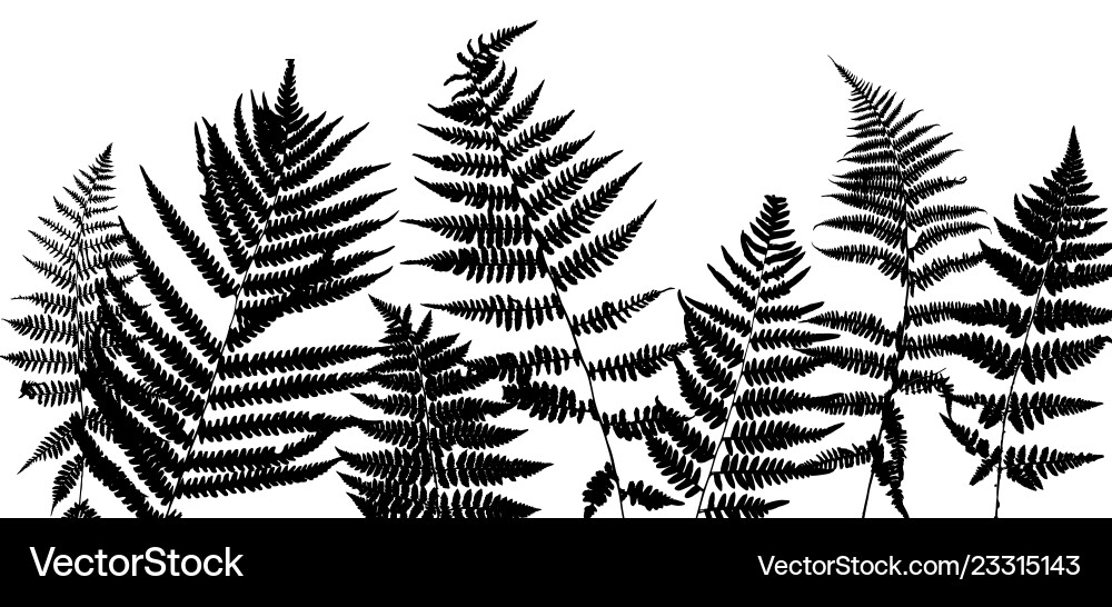 Background with fern leaves Royalty Free Vector Image