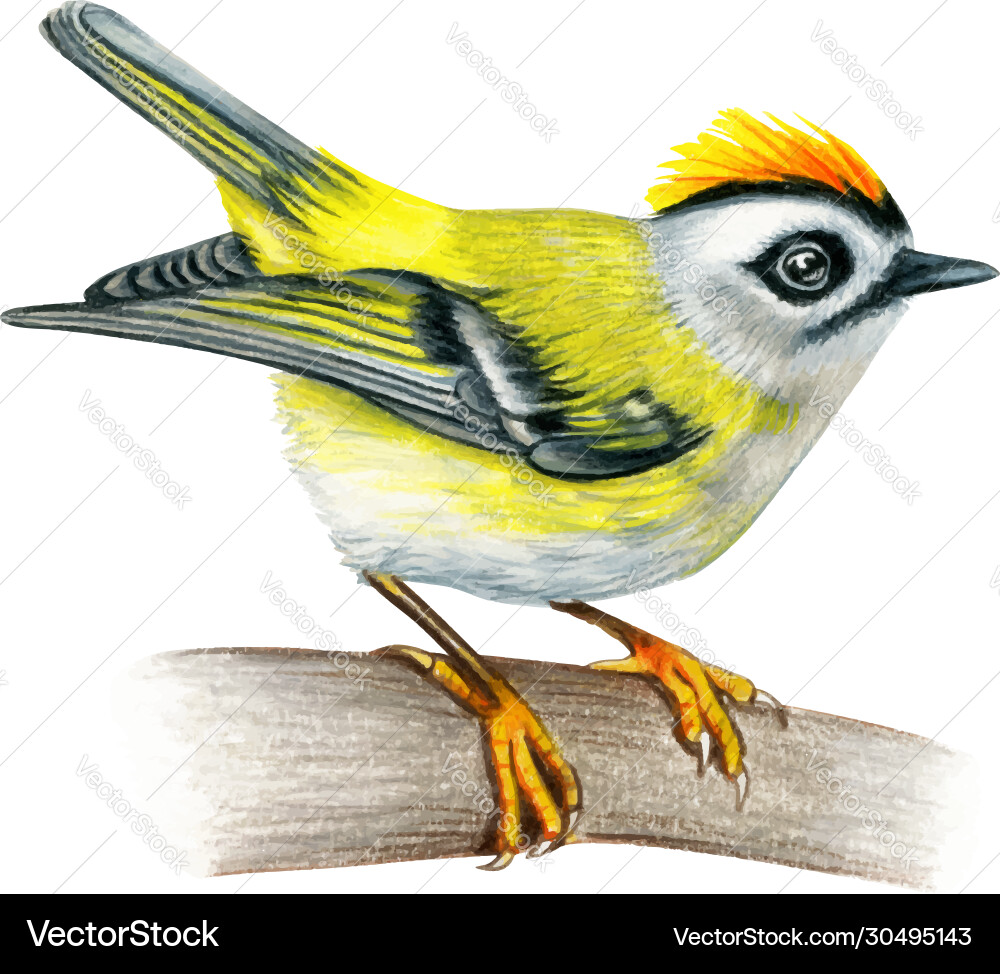 Firecrest hand drawn bird watercolor colored Vector Image