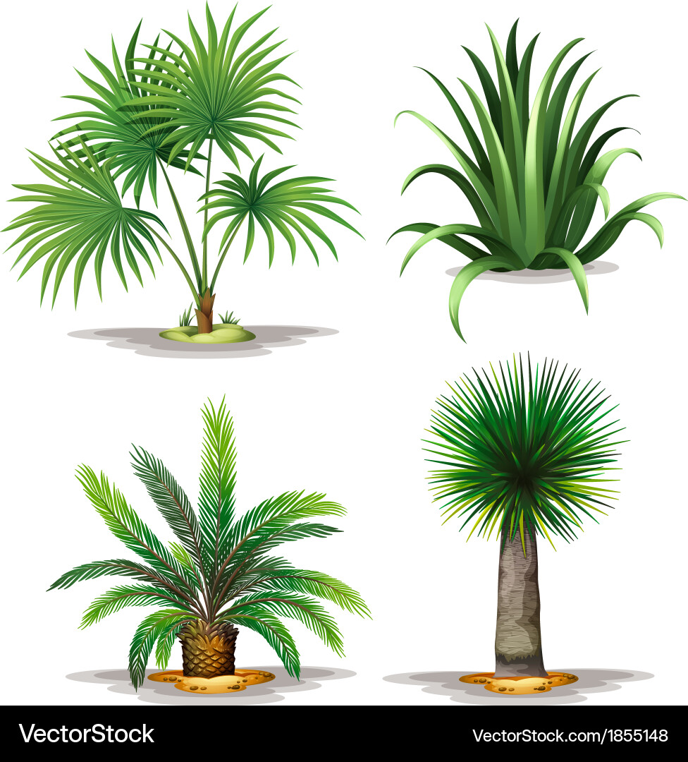 Palm plants Royalty Free Vector Image - VectorStock