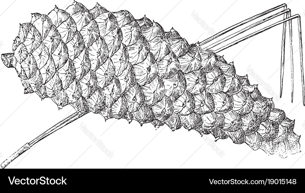 Pine cone of longleaf vintage Royalty Free Vector Image