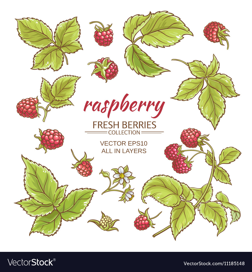 Raspberry set Royalty Free Vector Image - VectorStock
