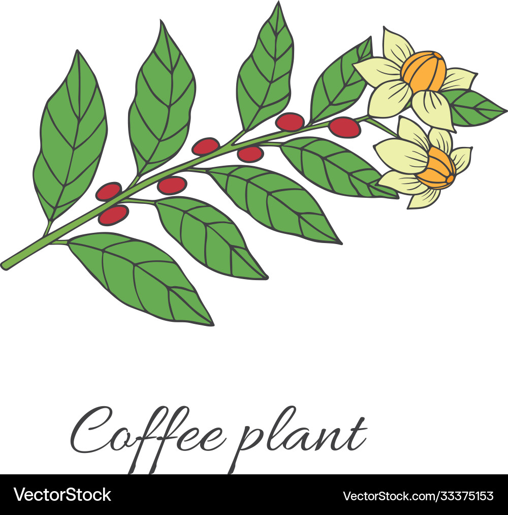 Coffee plant-04 Royalty Free Vector Image - VectorStock