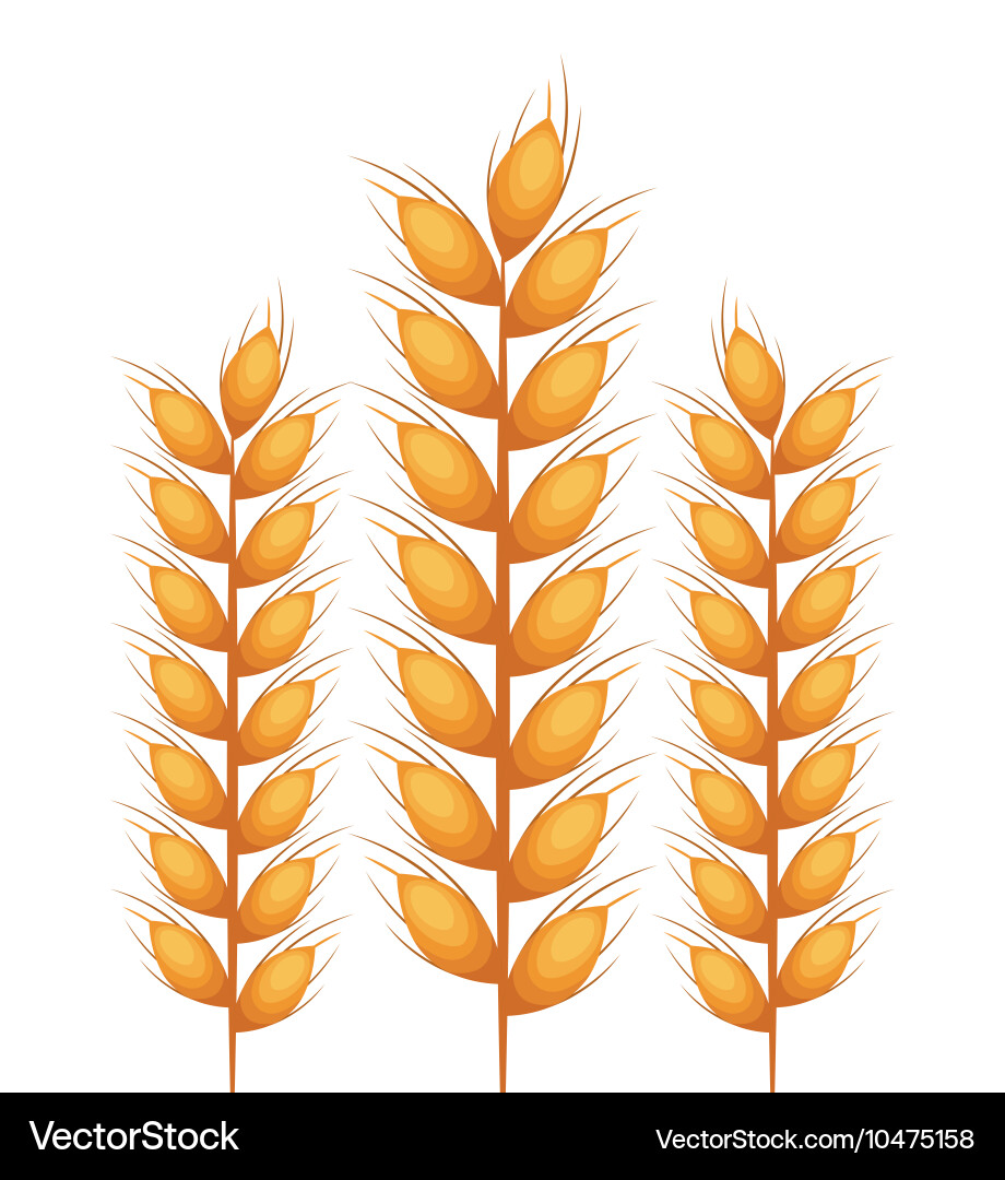 Wreath spikes nature isolated icon Royalty Free Vector Image