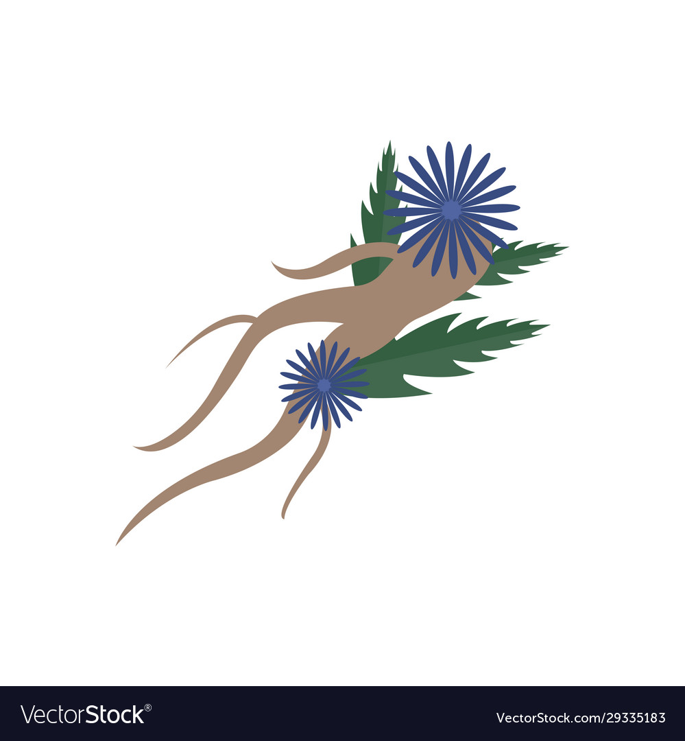 Flat a chicory Royalty Free Vector Image - VectorStock