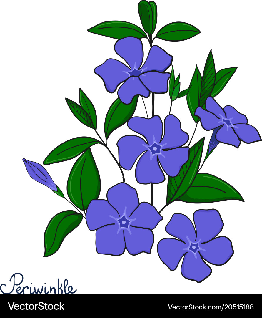 Isolated decorative element periwinkle bouquet Vector Image