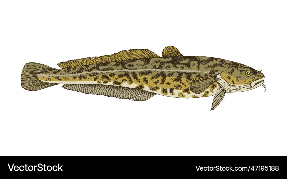 Predatory burbot fresh water fish Royalty Free Vector Image