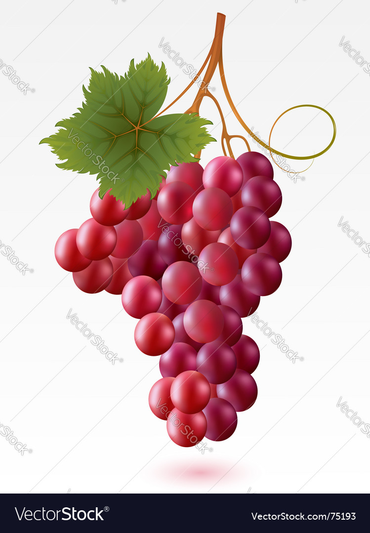 Grapes Royalty Free Vector Image - VectorStock Grapes Royalty Free Vector Image - VectorStock