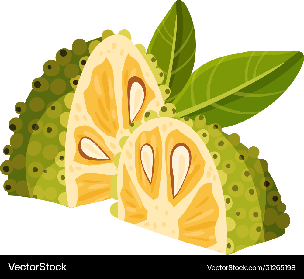 Jackfruit with green seed coat and fibrous core Vector Image