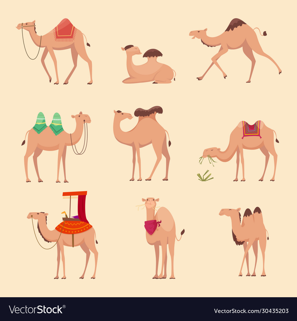 Desert camels african funny animals Royalty Free Vector