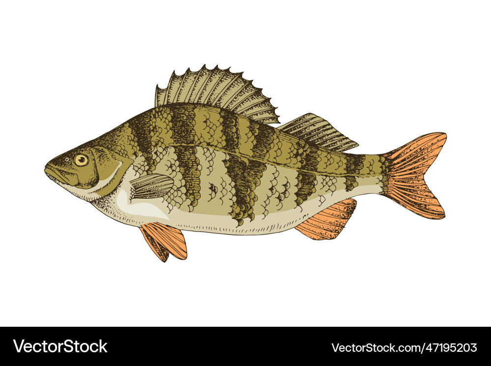 European perch common perch fresh water fish Vector Image