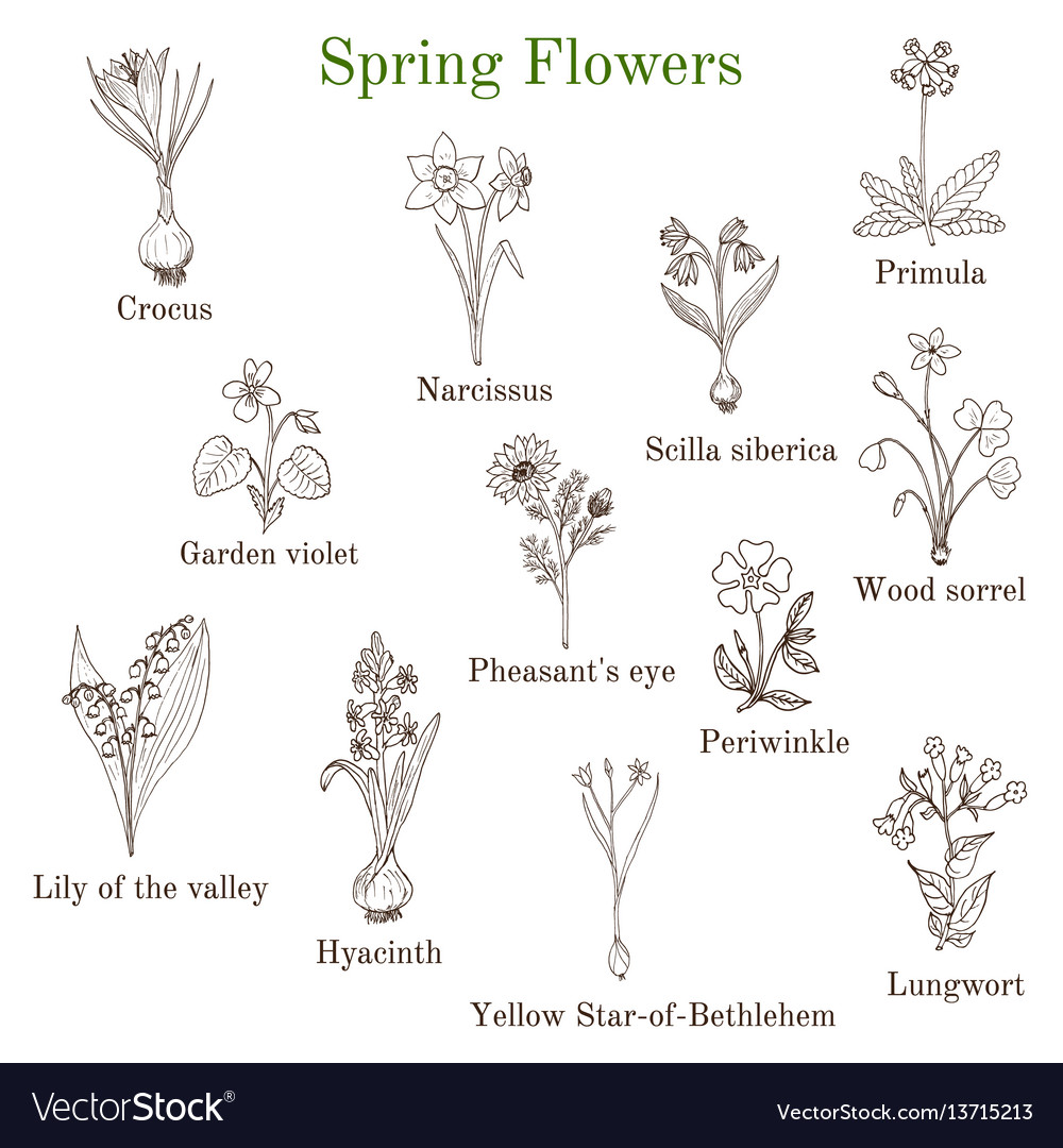Spring flowers set Royalty Free Vector Image - VectorStock