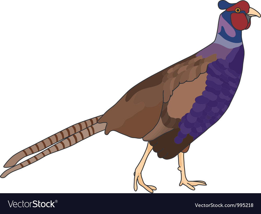 Pheasant Royalty Free Vector Image - VectorStock