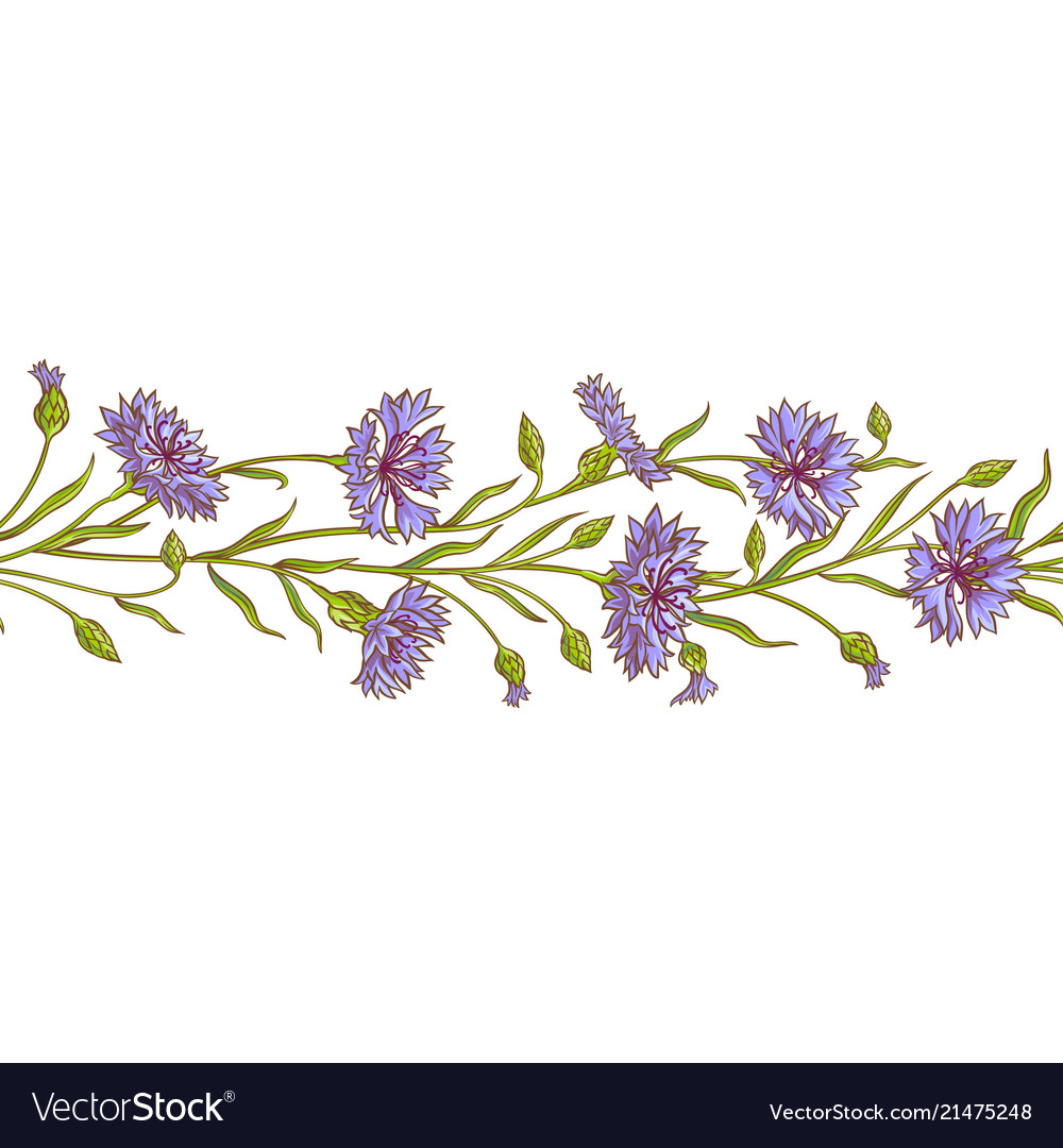 Cornflower pattern Royalty Free Vector Image - VectorStock
