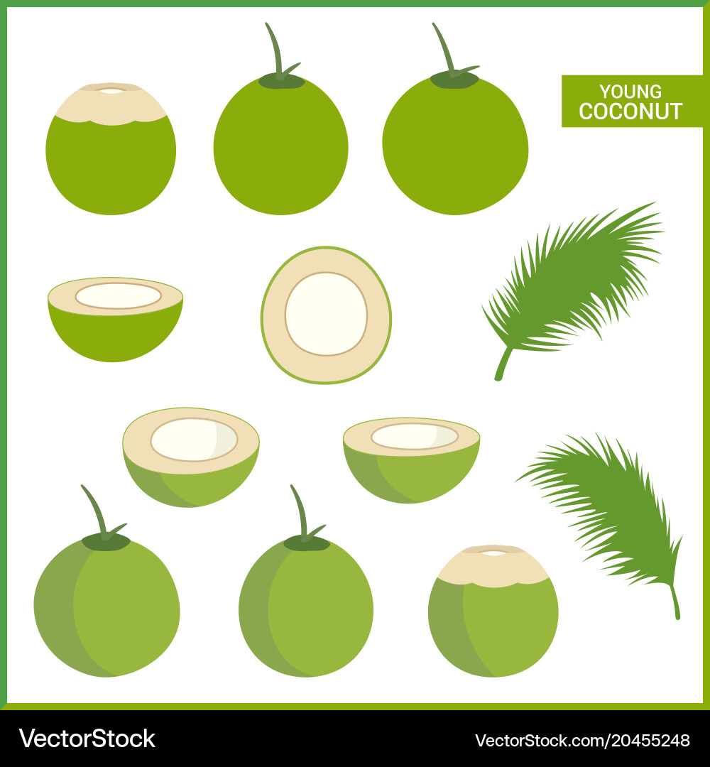 Set of fresh young coconut in format and various Vector Image