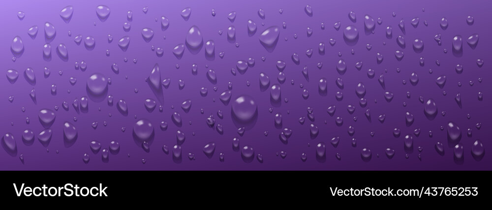 Condensation water drops on purple background Vector Image