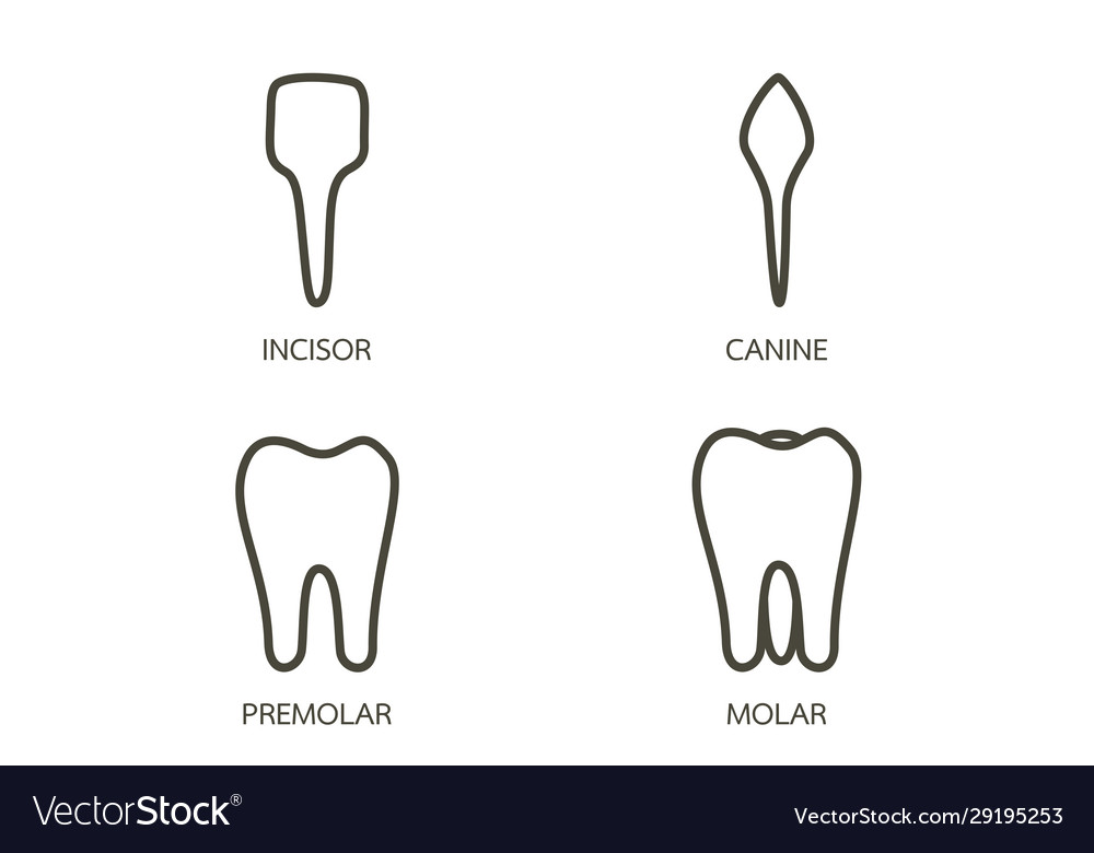 Tooth type Royalty Free Vector Image - VectorStock