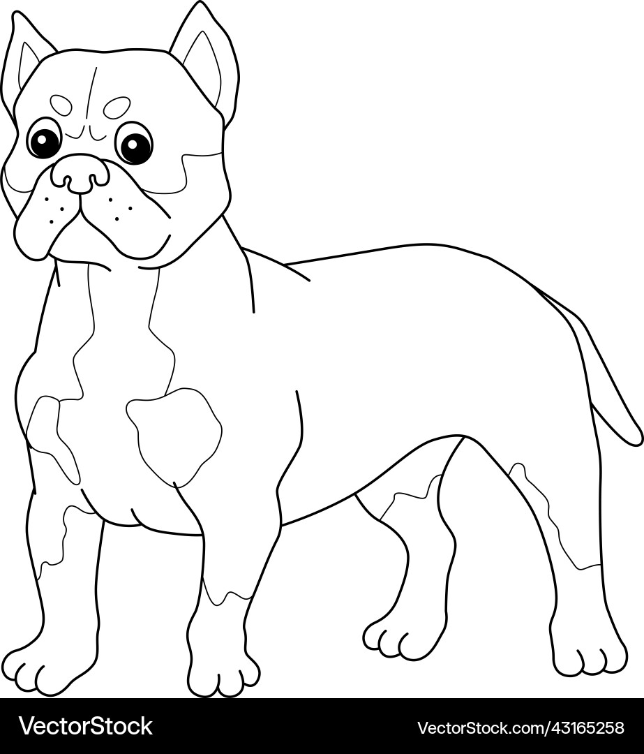American bully dog isolated coloring page Vector Image