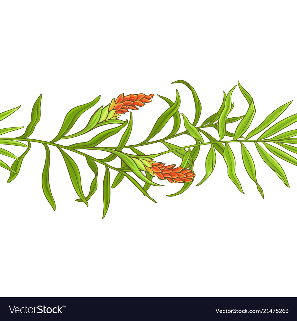 Ginger pattern Royalty Free Vector Image - VectorStock