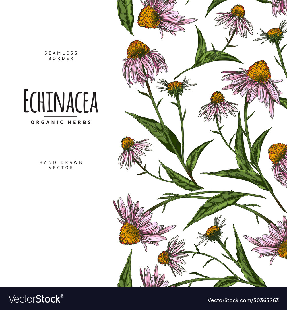 Seamless pattern border with echinacea Royalty Free Vector