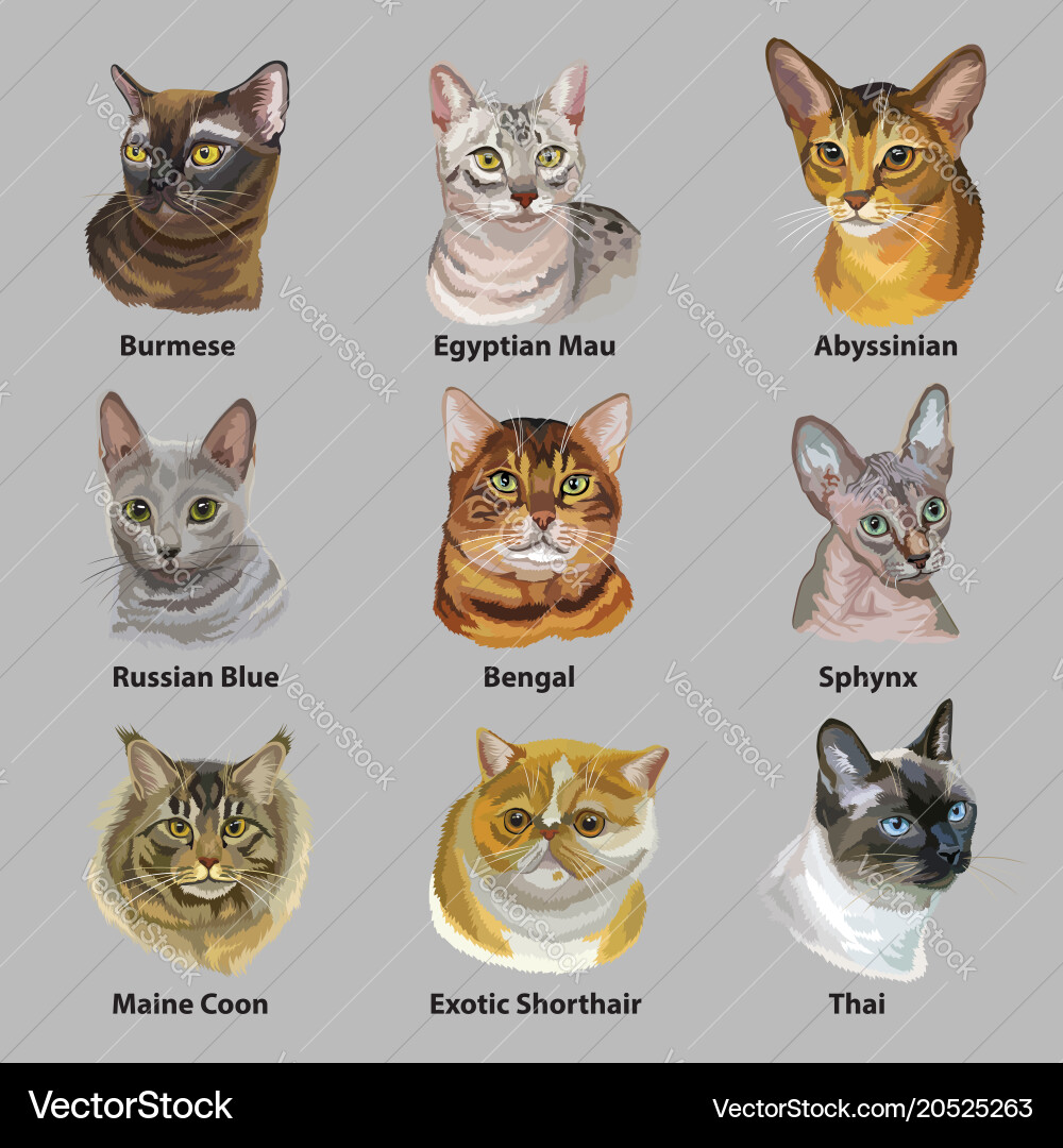 Set portraits cats breeds Royalty Free Vector Image
