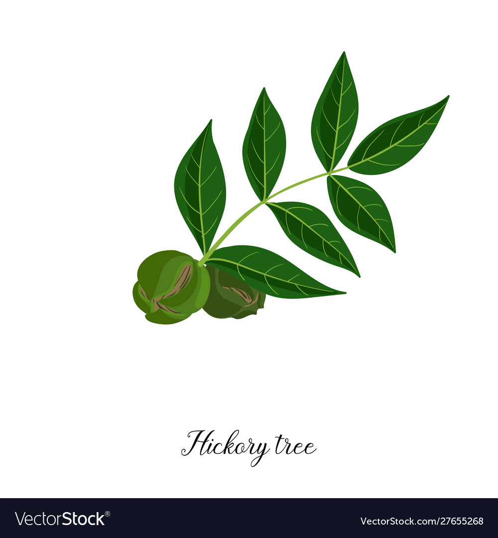 Drawing Branch Hickory Tree Royalty Free Vector Image
