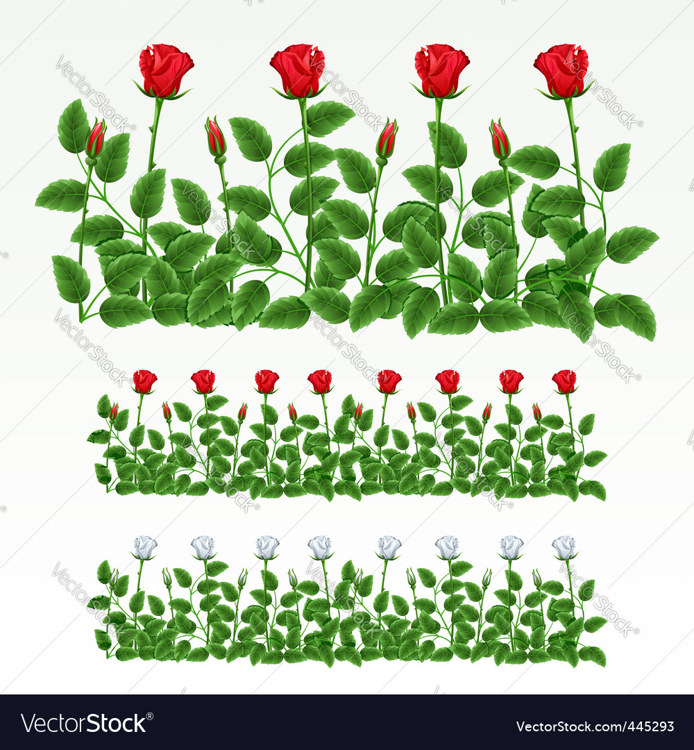 Roses frame Royalty Free Vector Image - VectorStock