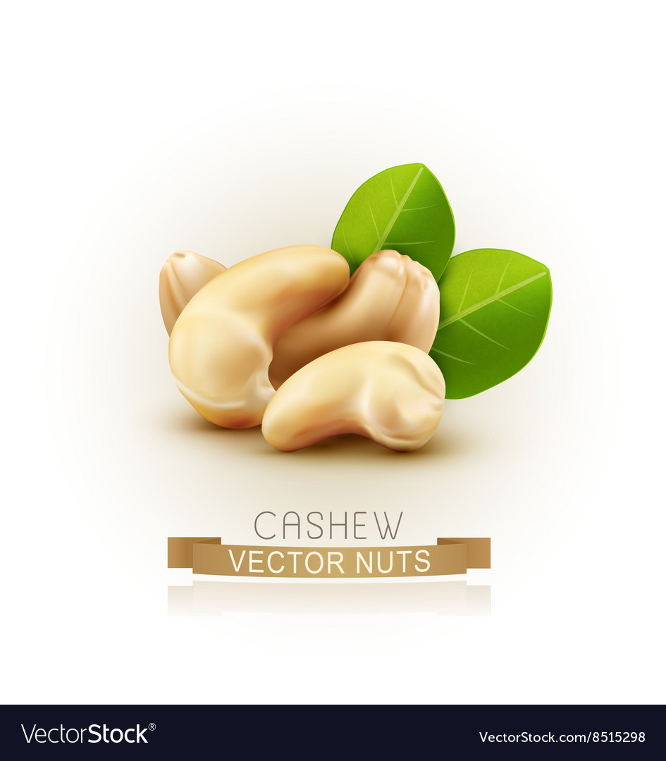 Group of cashew nuts isolated on white background Vector Image Group of cashew nuts isolated on white background Vector Image