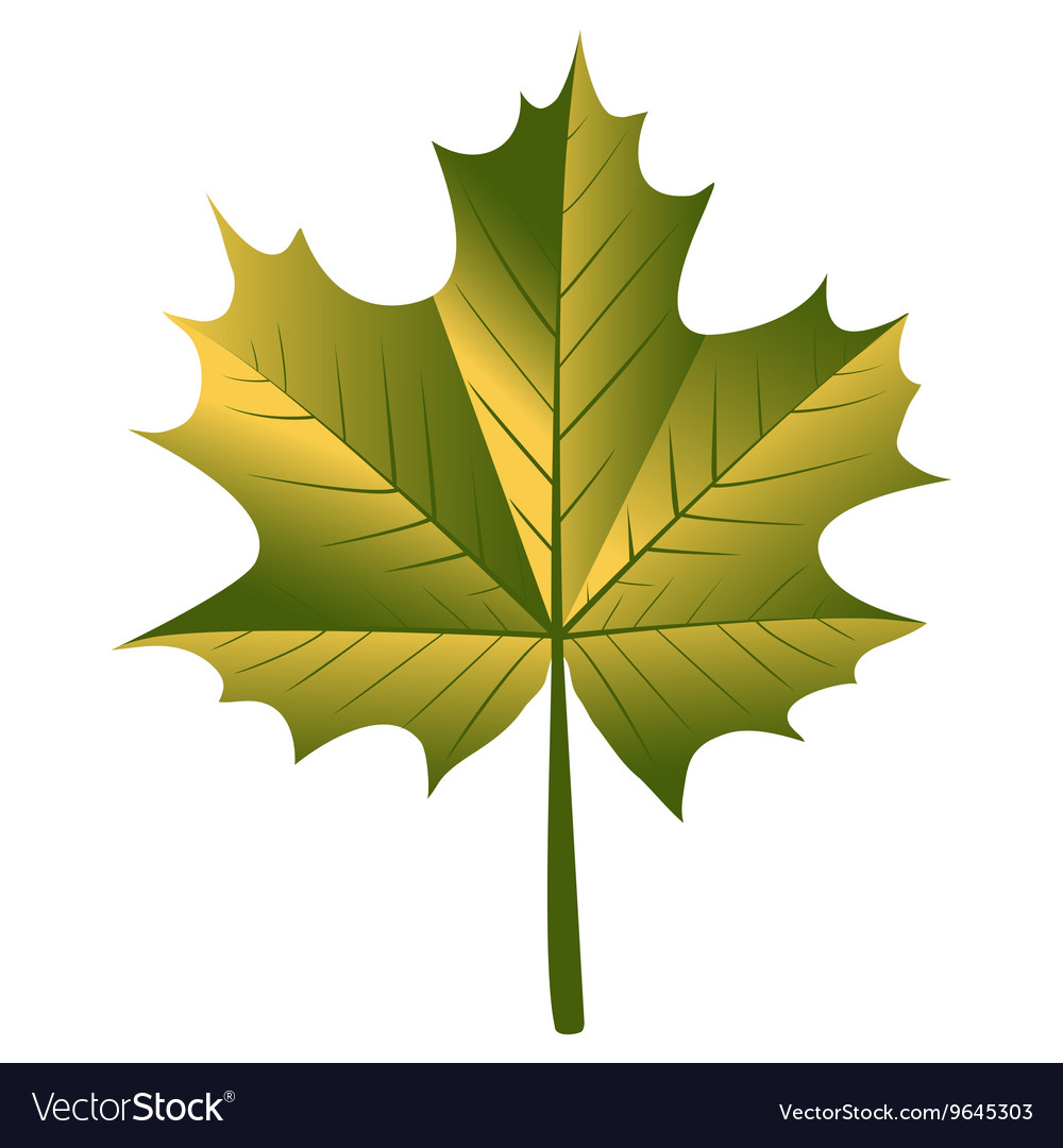 Maple leaf Royalty Free Vector Image - VectorStock