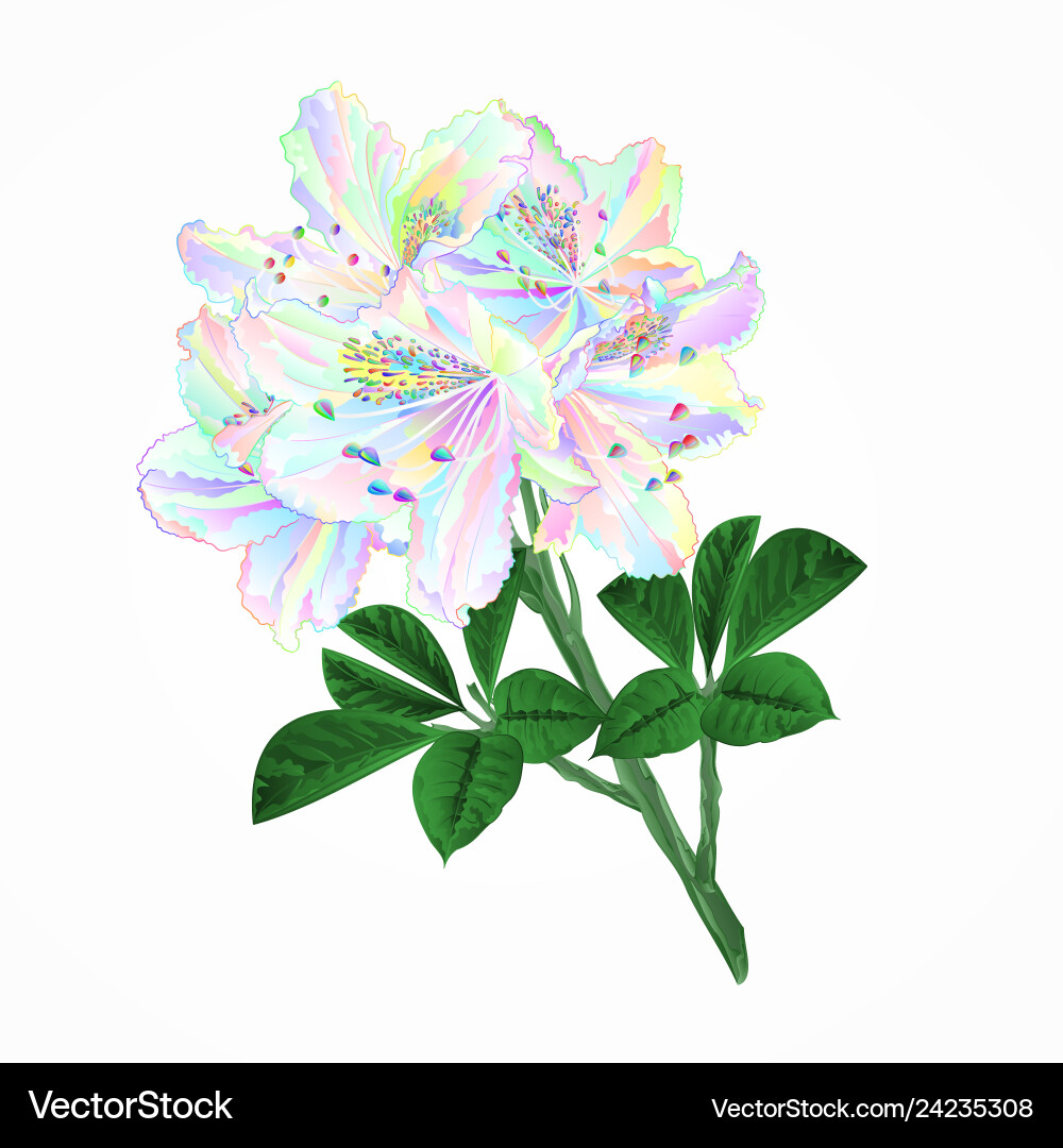 Flowers multicolored twig rhododendrons Royalty Free Vector