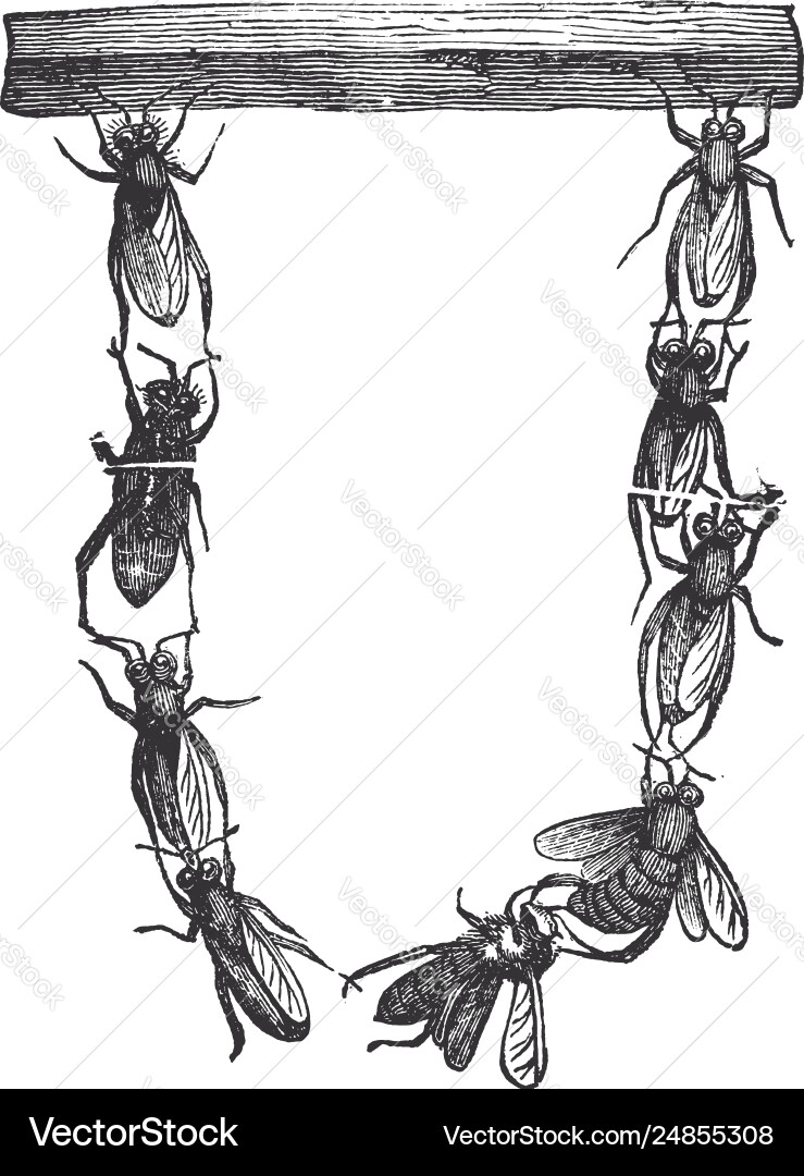 Vintage drawing or antique engraving group Vector Image