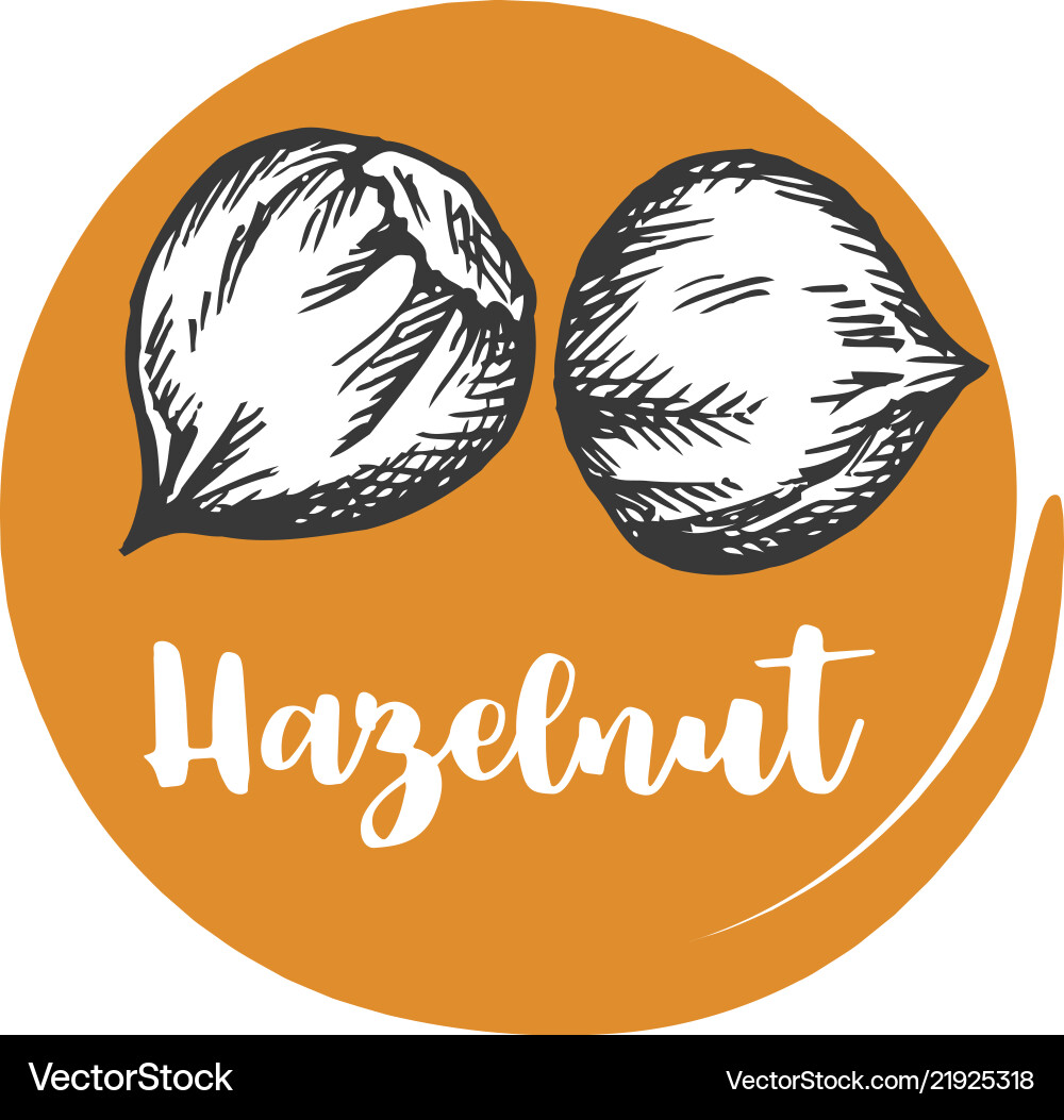 Seeds and nuts vintage hand drawing hazelnut Vector Image