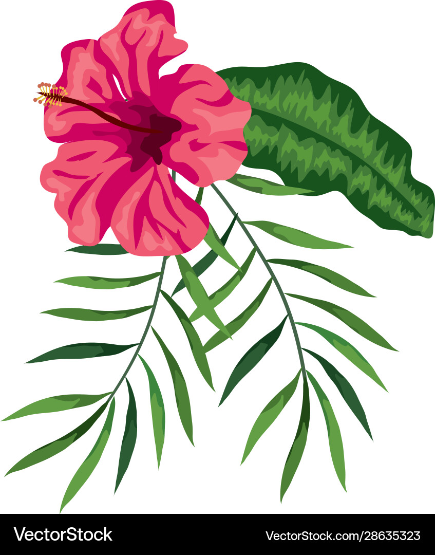 Flower pink color with branches and leafs Vector Image