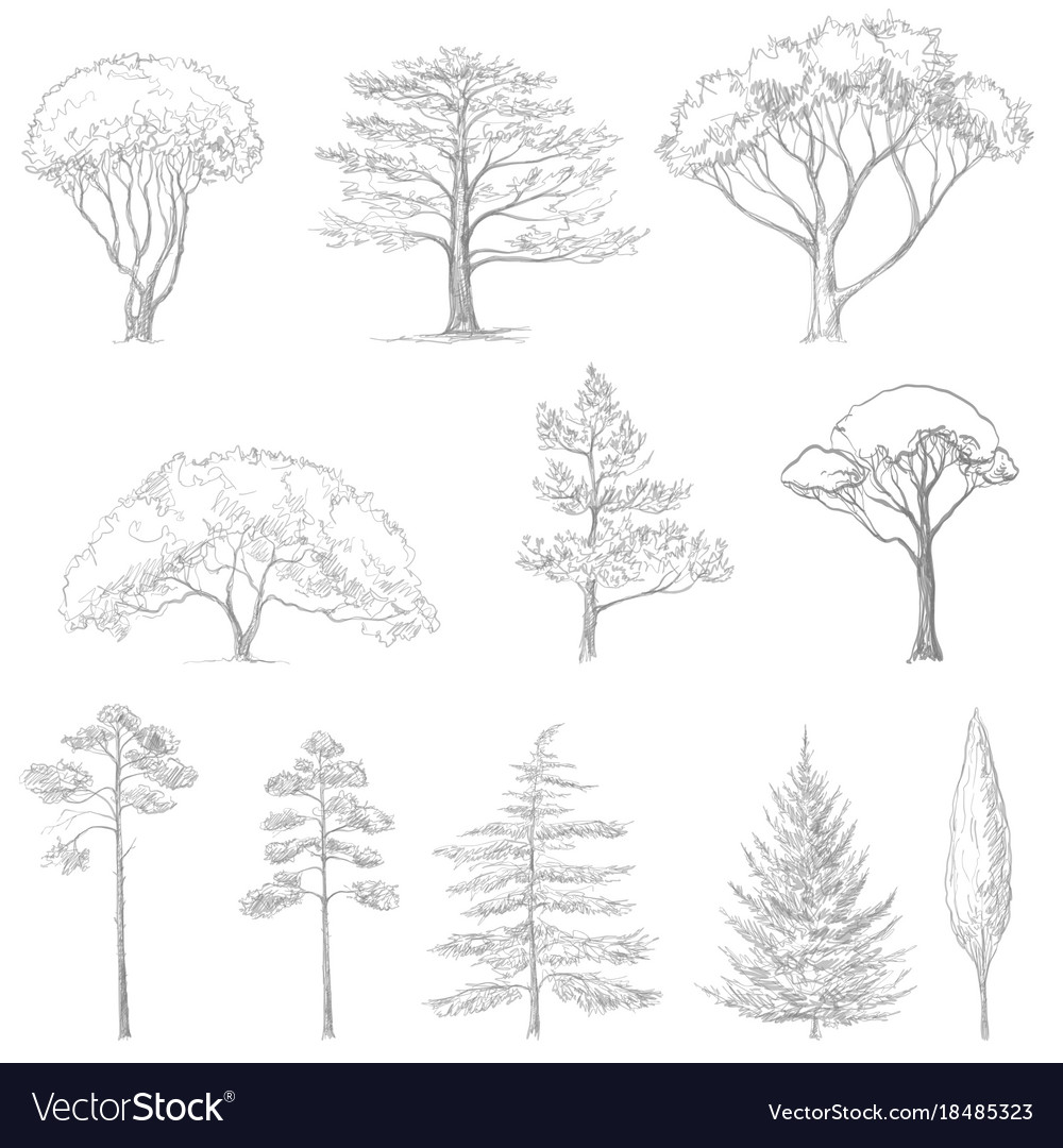 Sketch of trees Royalty Free Vector Image - VectorStock