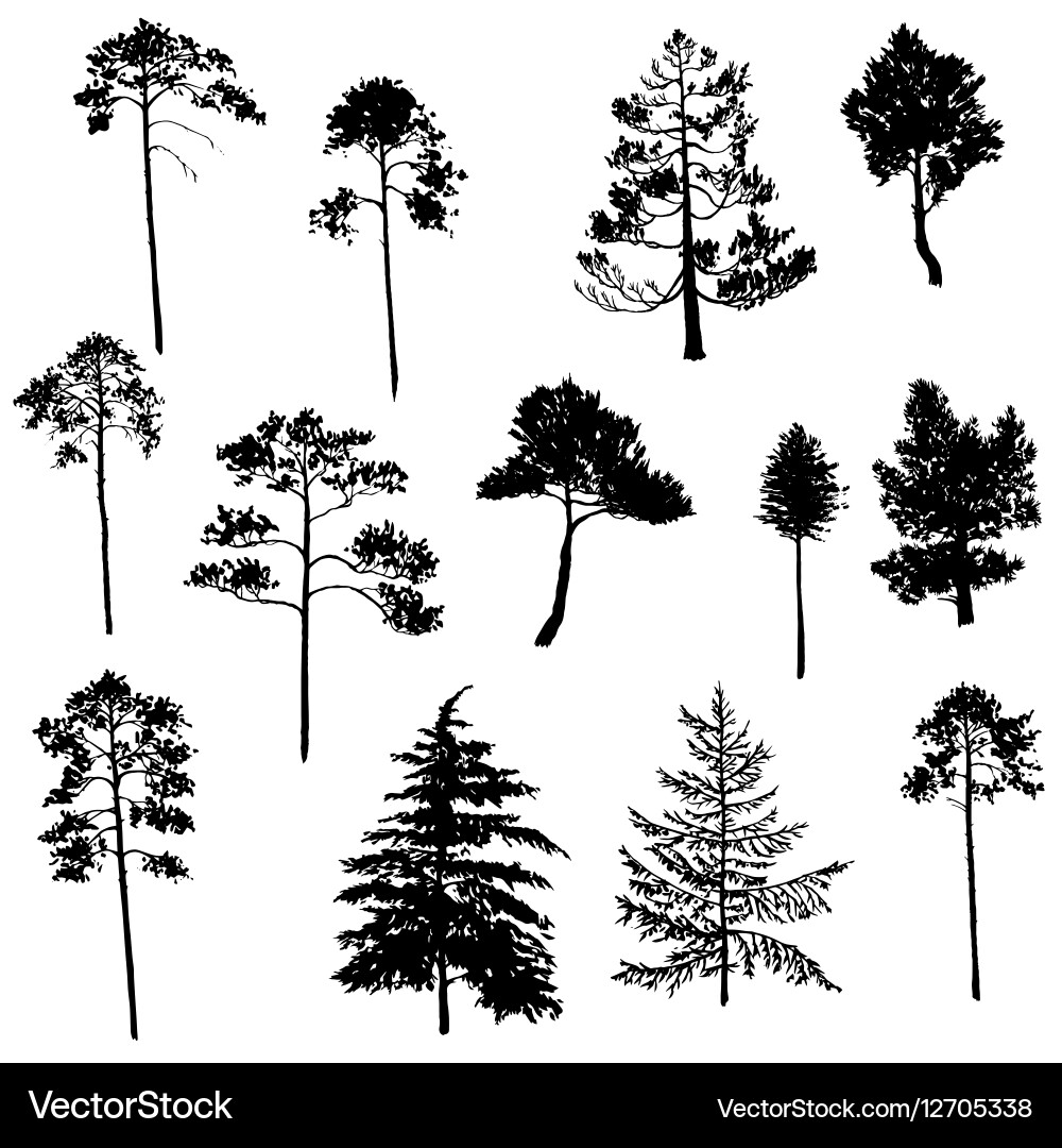 Set of conifer trees Royalty Free Vector Image