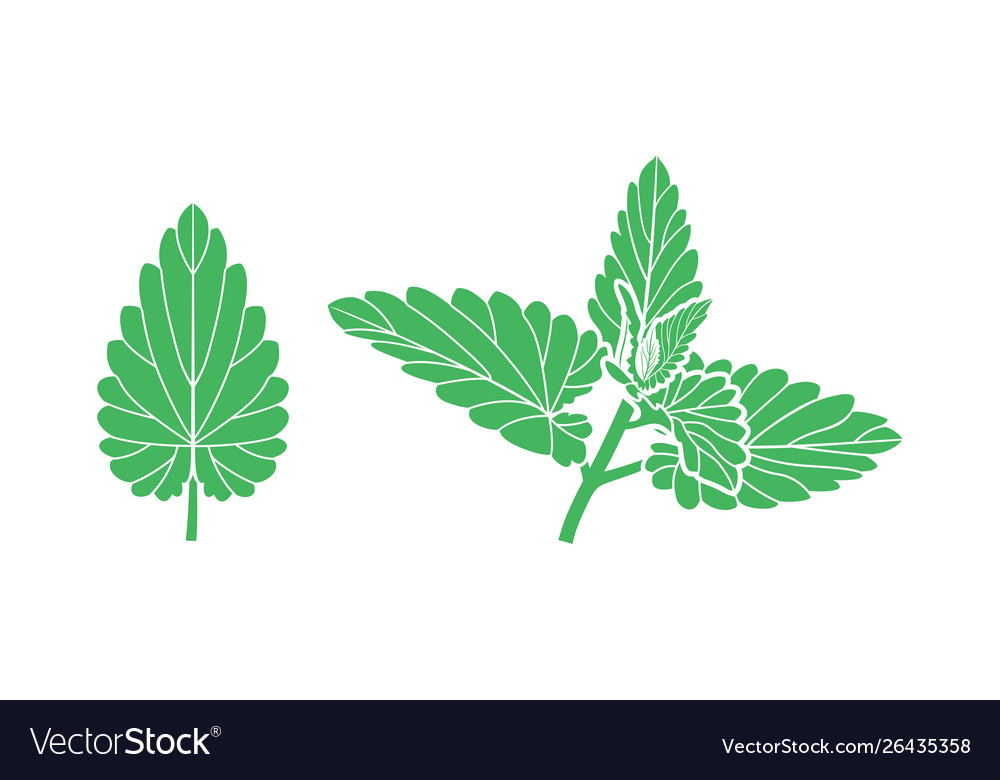 Mint Royalty Free Vector Image - VectorStock
